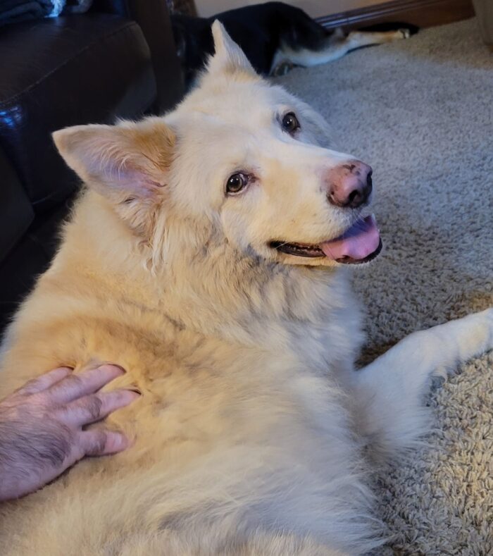 The shop has another angel pup looking after it - Premier Arms